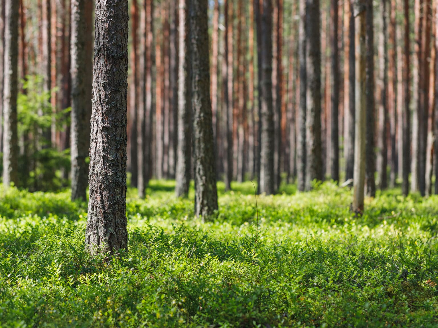 Welcome to Altum's Green Month - Altum Technologies